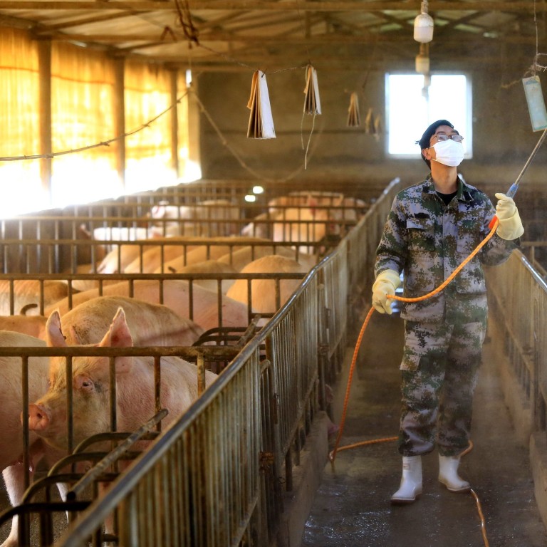 African swine fever: China limits live pig shipments to curb outbreaks ...