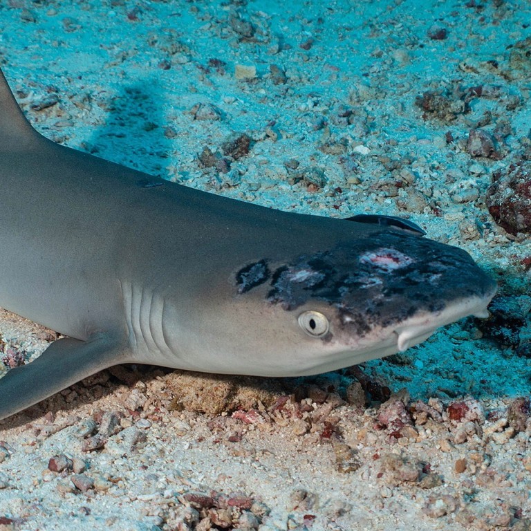 Malaysia’s reef sharks suffer mystery skin condition that may be linked ...