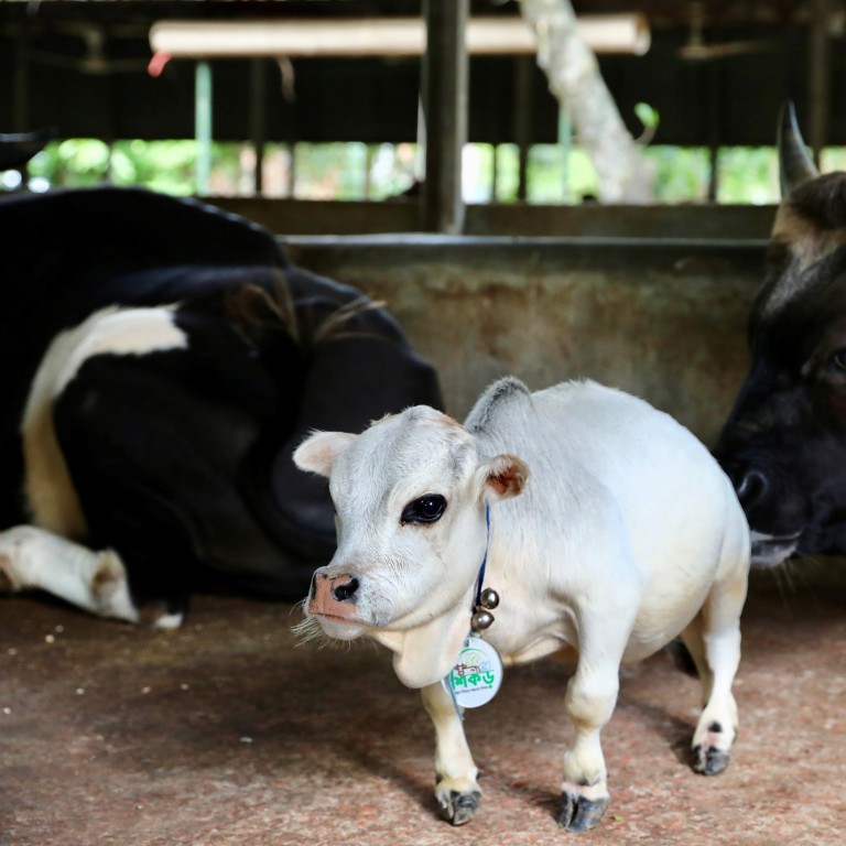 Meet Rani – at just 20 inches tall, she could be the world’s smallest ...