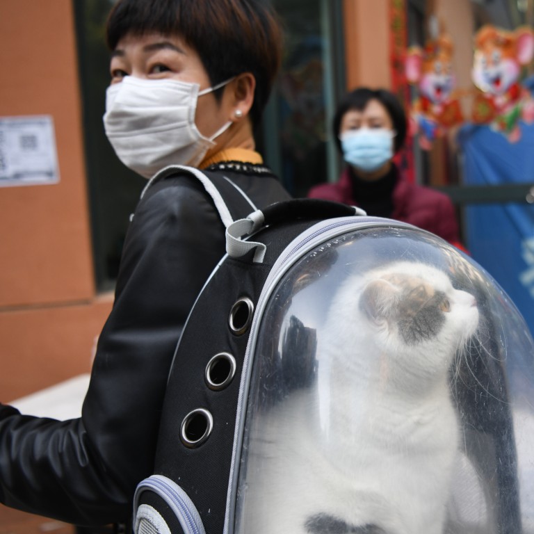 China Continent Insurance expands animal coverage amid booming pet ...