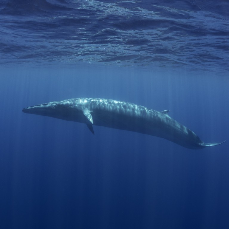 Shenzhen sets up temporary protection zone for Bryde’s whale swimming ...
