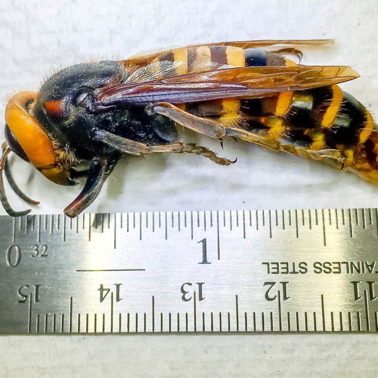 Washington state eradicates first ‘murder hornet’ nest of the year ...