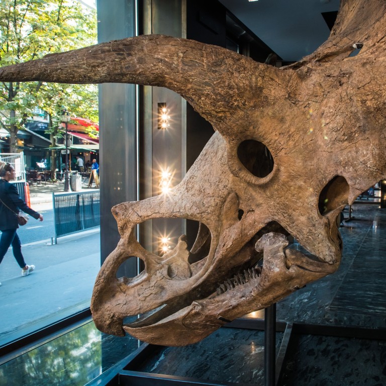 World’s largest triceratops fossil, Big John, to go under the hammer at ...