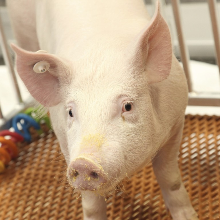‘Potential miracle’: pig kidney works in human patient | South China ...