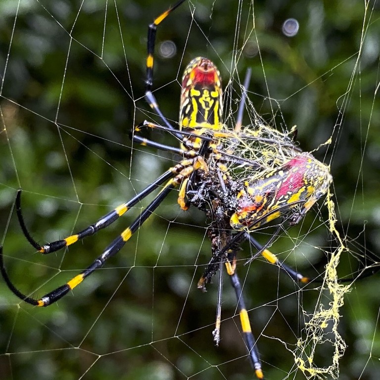 Massive Asian spider takes hold in US, sending humans scurrying | South ...