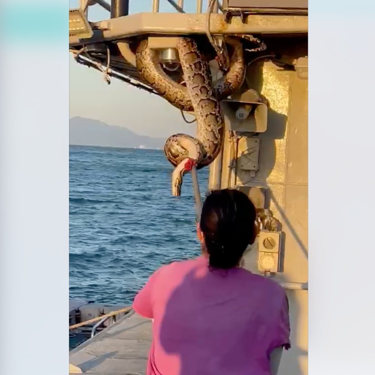 Hong Kong police officers discover 2-metre Burmese python on board ...