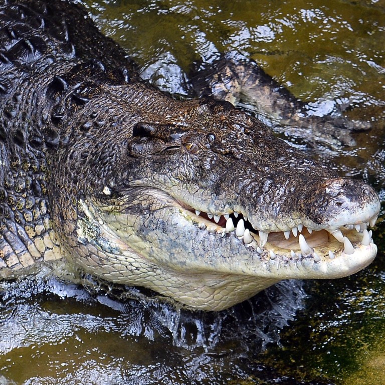 Australian man fights off crocodile by stabbing it in the head with ...