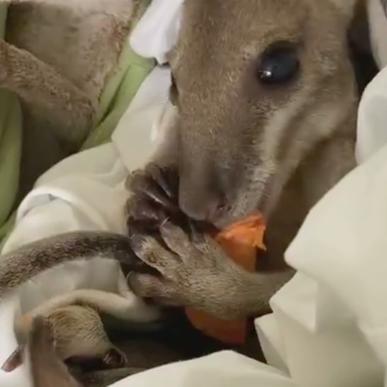 kangaroo attacks per year