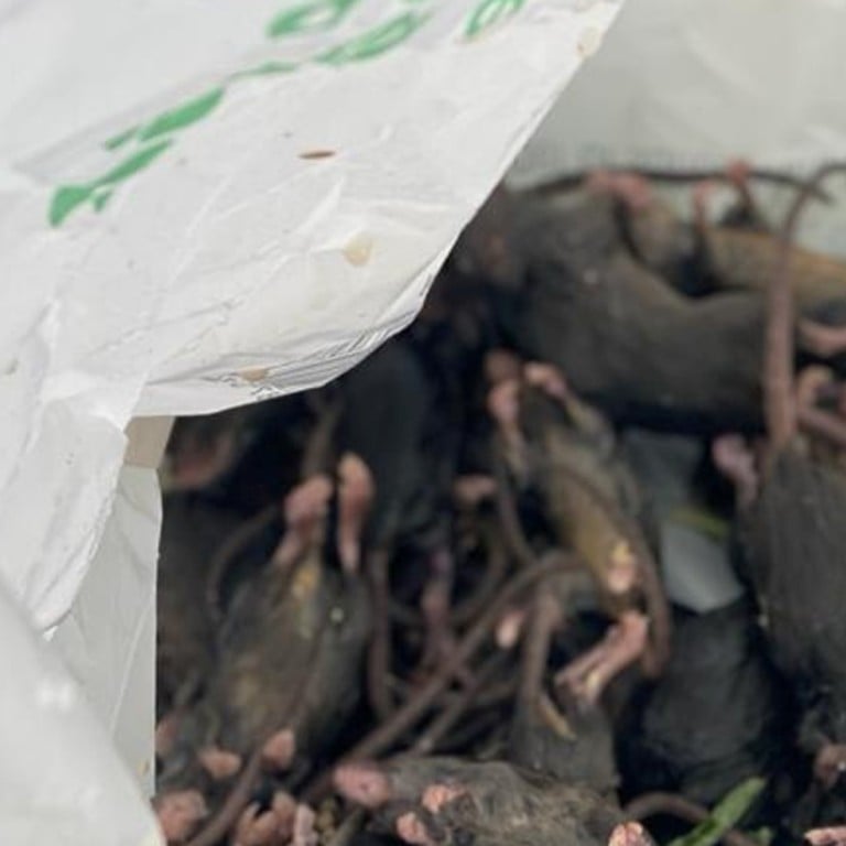 Australian family homeless after mice spark house fire in ‘nightmare ...