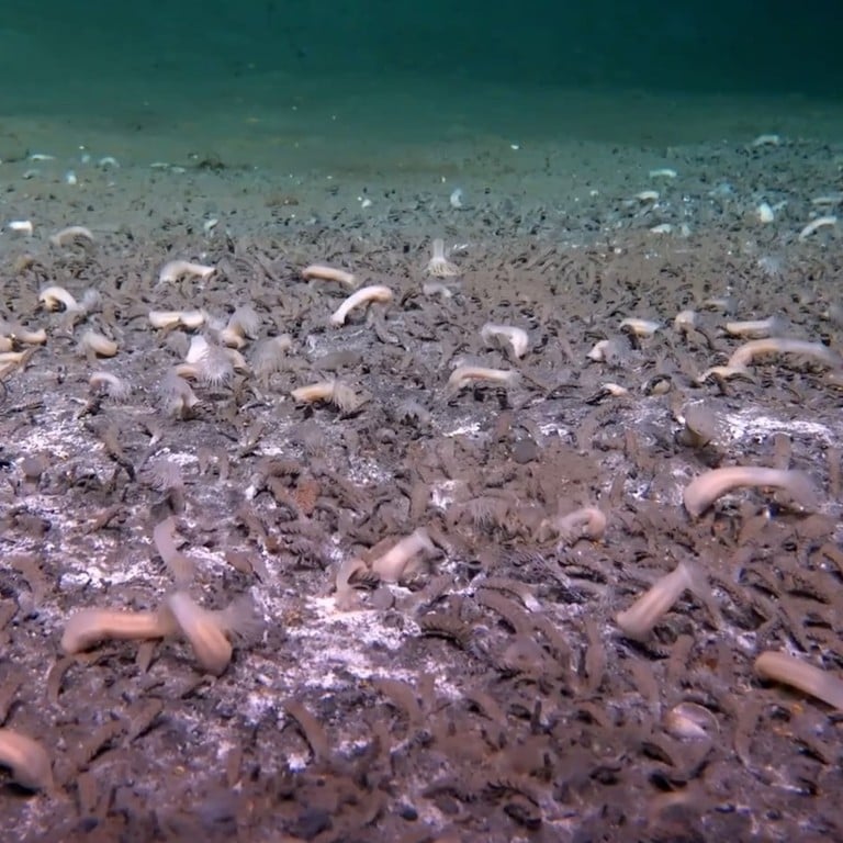 Chinese team finds ‘garden-like’ ecosystem blooming in deepest ocean ...