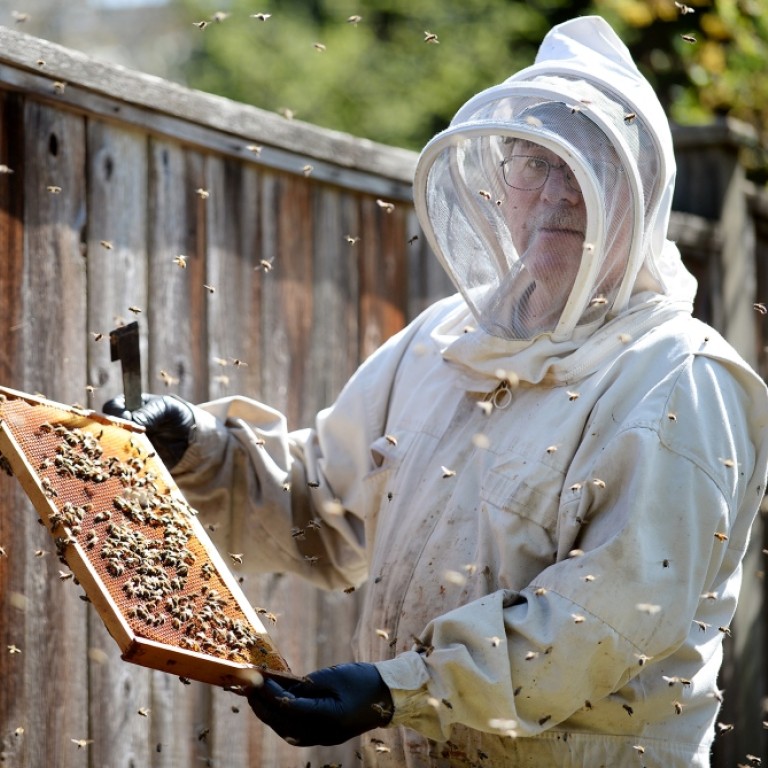 BC, Canada's Bees thriving in the midst of global shortage | South ...
