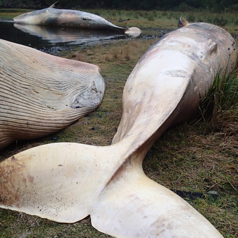 Whale apocalypse: More than 300 huge whales found dead in Chile, in ...