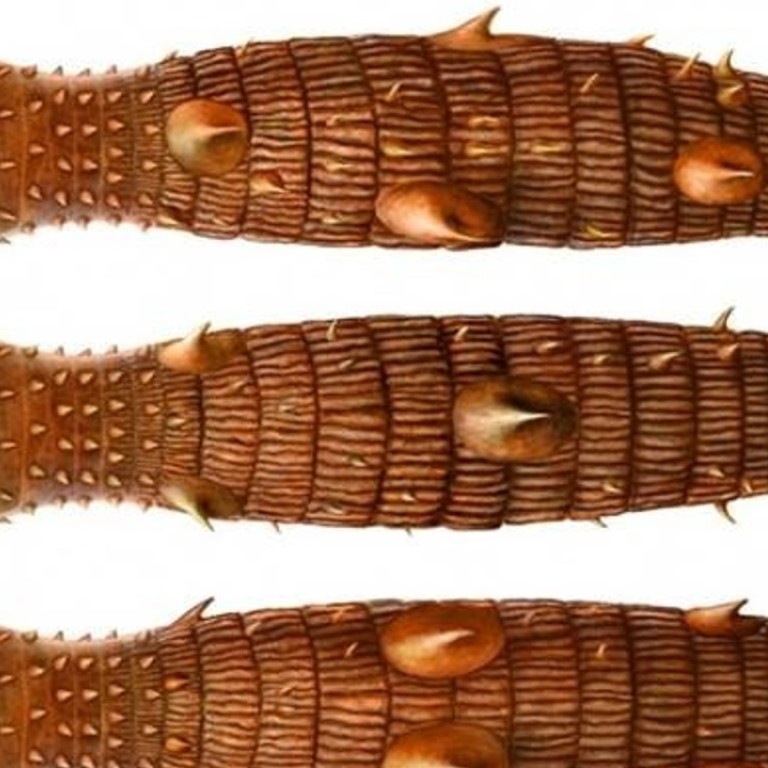 The Chinese ‘mud dragon’ that helped change the world? Spiky, armoured ...