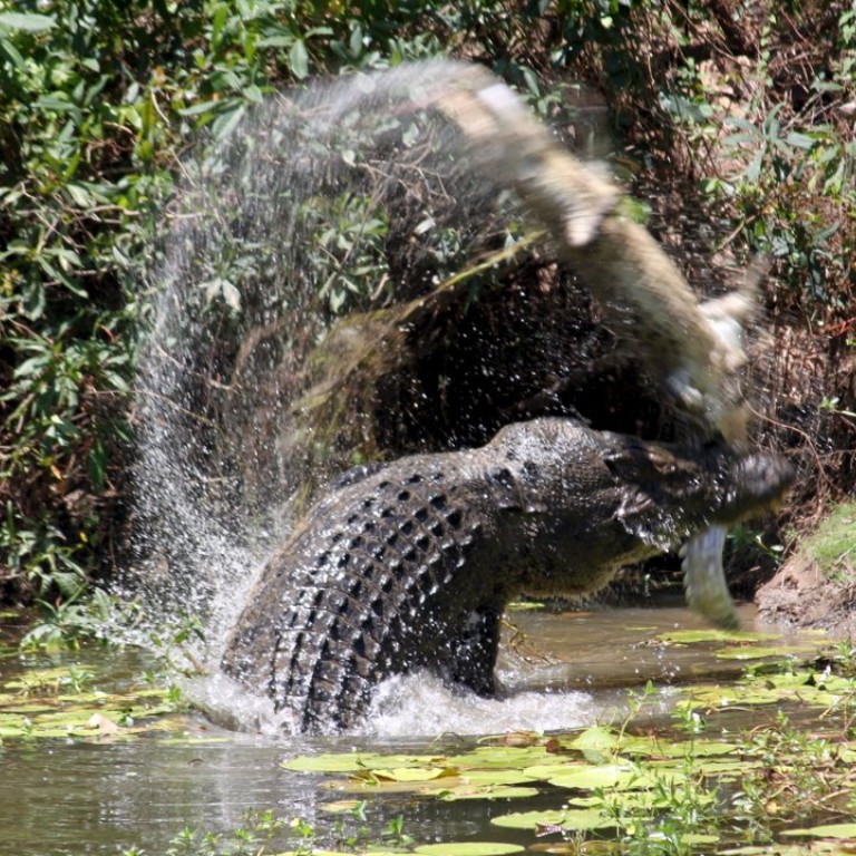Cannibal crocodile snapped in Australian park, shocking tourists who ...
