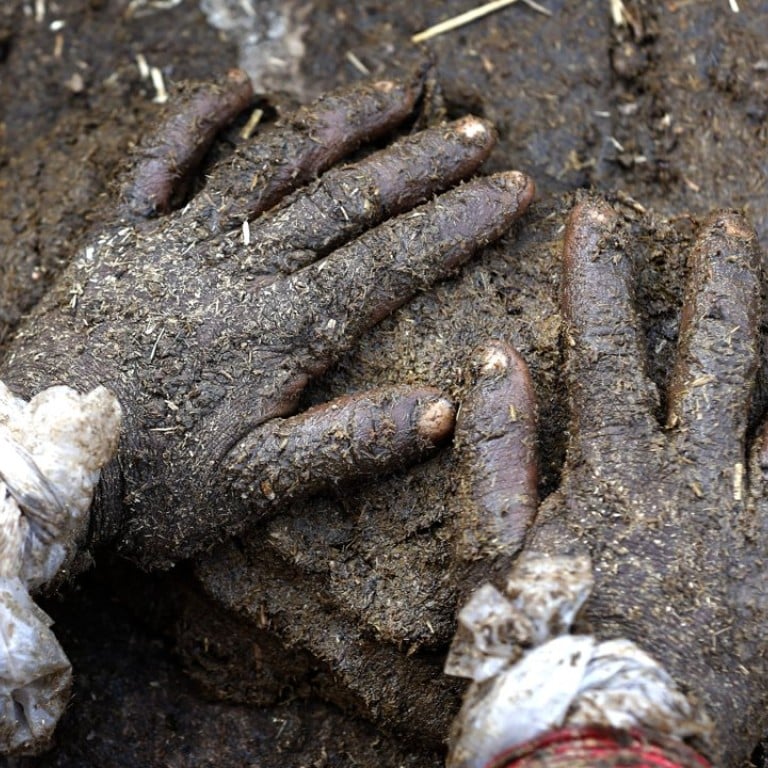 Cow dung patties selling like hot cakes online in India | South China ...