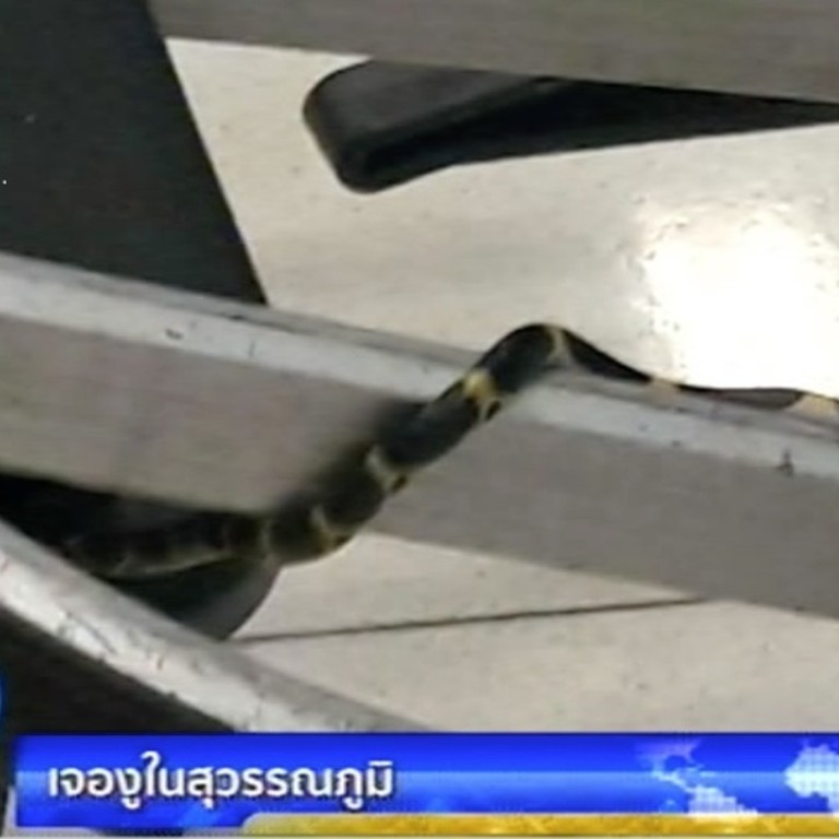 Plane passenger’s horror as she discovers snake in her luggage cart at ...
