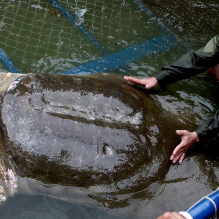 Death of Vietnam’s beloved sacred turtle seen as bad omen for communist ...