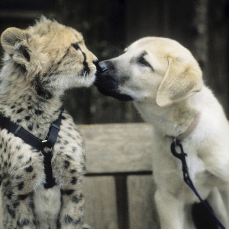 The finish line: Sarah the cheetah, world's fastest animal, dies in ...