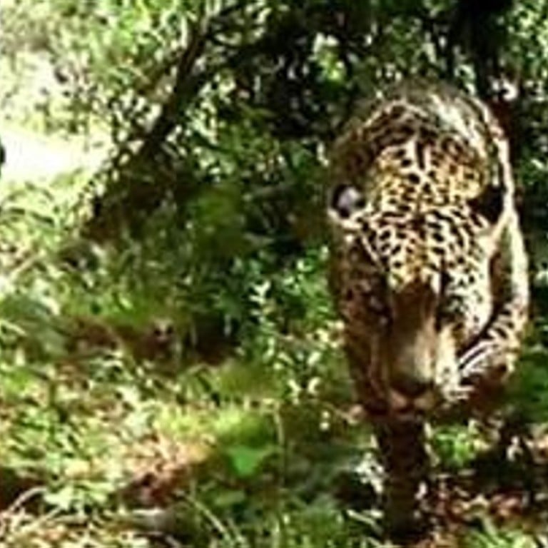 Spotted: The only wild jaguar in the US has been captured on video ...