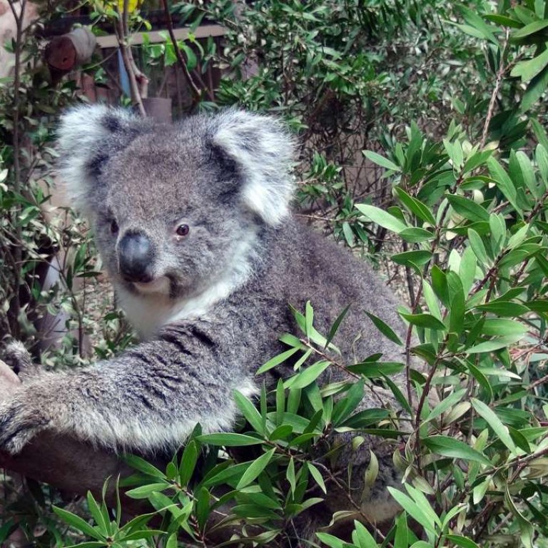 Female koala Merinda dies at Ocean Park after kidney failure | South ...