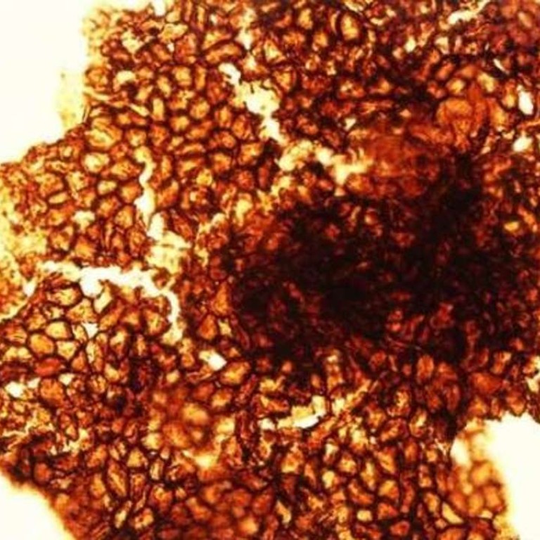 Ancient ‘seaweed’ fossils offer fresh look at life on earth | South ...