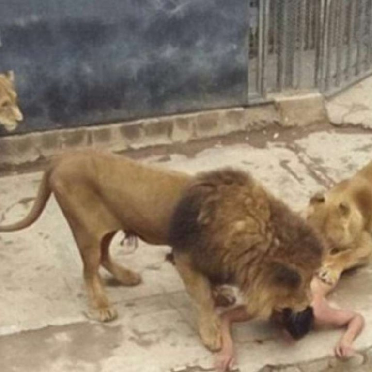 does lion kill human