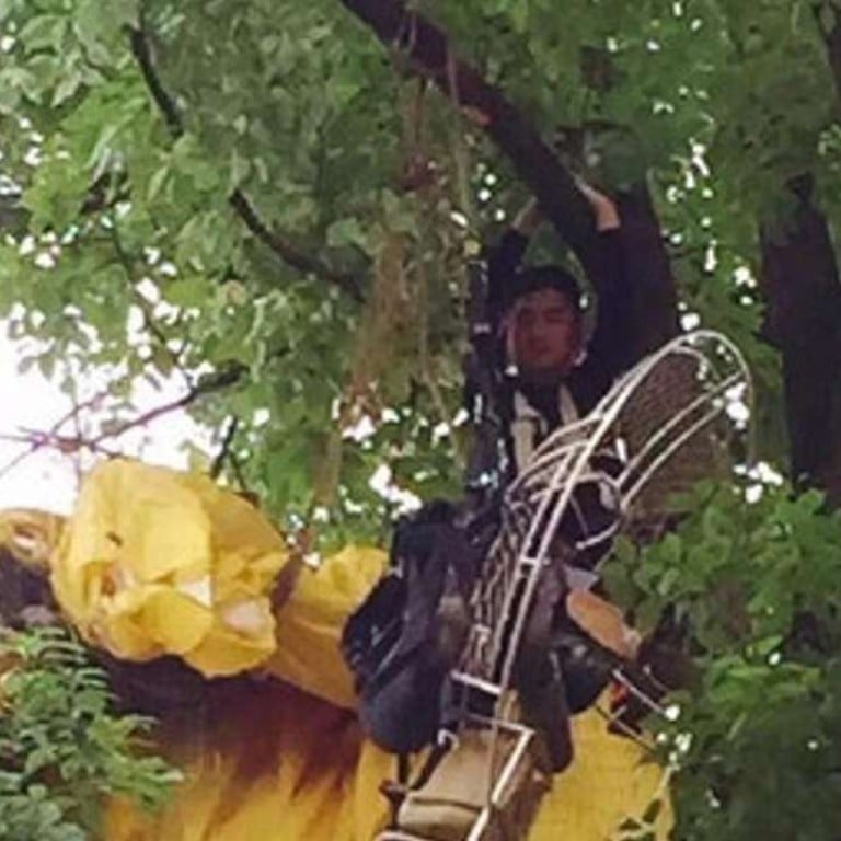 Falling in love: Chinese man gets stuck in a tree after trying to ...
