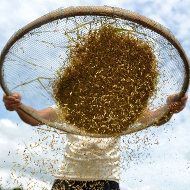 Grain waves: three types of rice popular in Hong Kong | South China ...