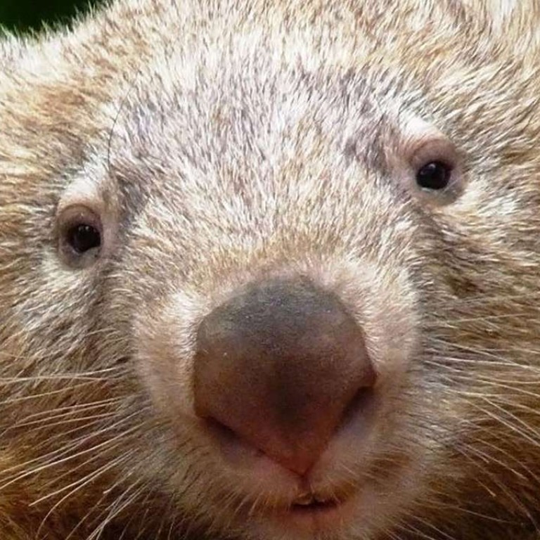 Australia mourns as depressed wombat dies after being deprived of ...