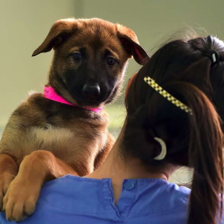 Man’s best friend lives forever at South Korean cloning firm | South ...
