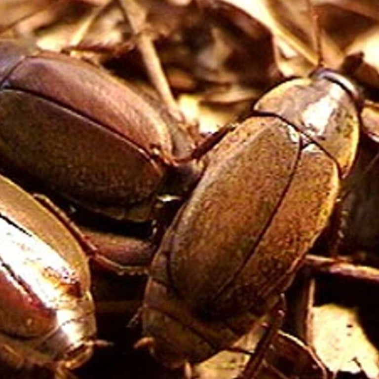 It’s no gag: cockroach milk is one of the world’s most nutritious and ...