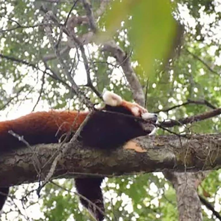 Fugitive red panda recovered by Chinese zoo after eight months on the ...