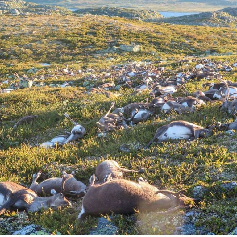 Lightning strike kills more than 300 reindeer in Norway | South China ...