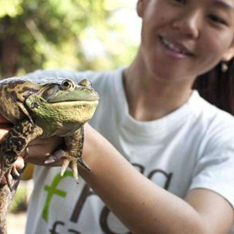 Turning American bullfrogs into Asian delicacies, one frog-skin chip at ...