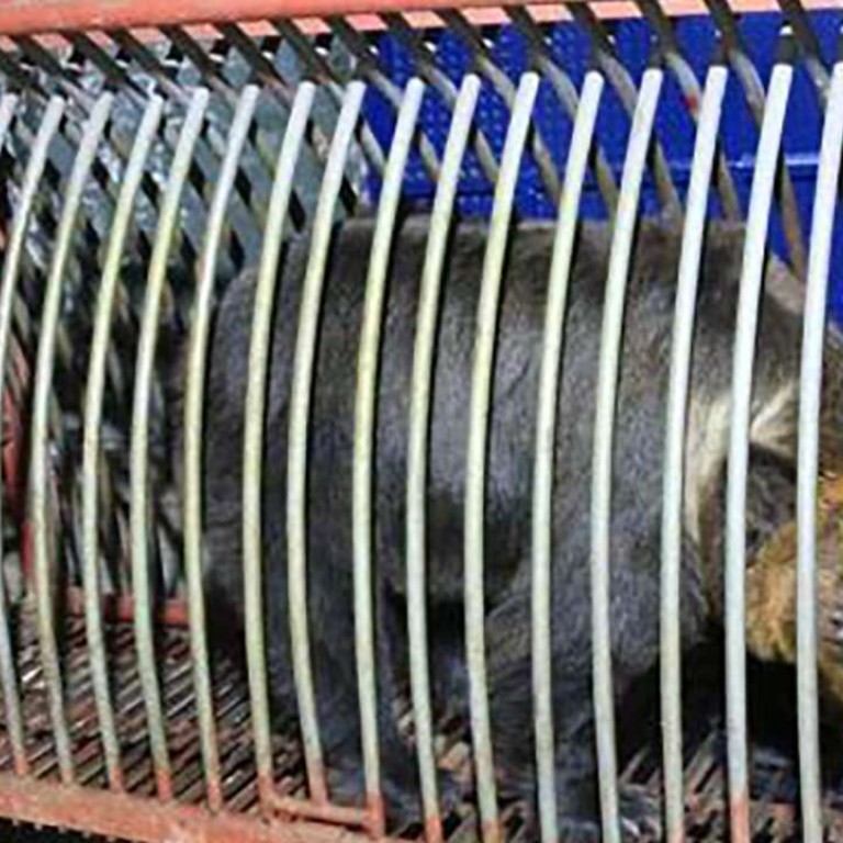 Agitated ‘overfed’ bear cracks glass wall in Chinese zoo enclosure ...