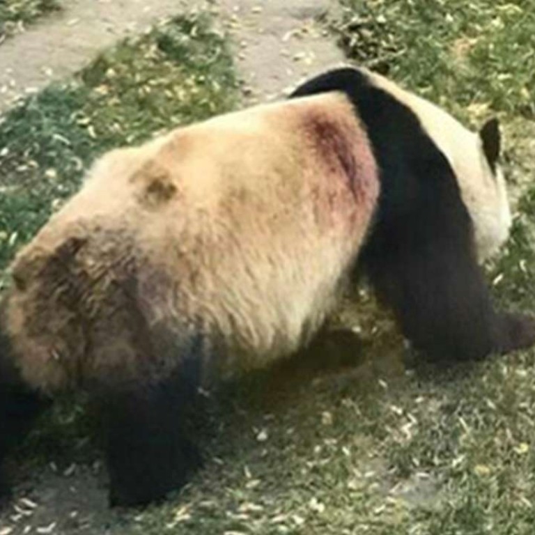 Zoo in northwest China accused of abusing ‘injured, emaciated’ panda ...