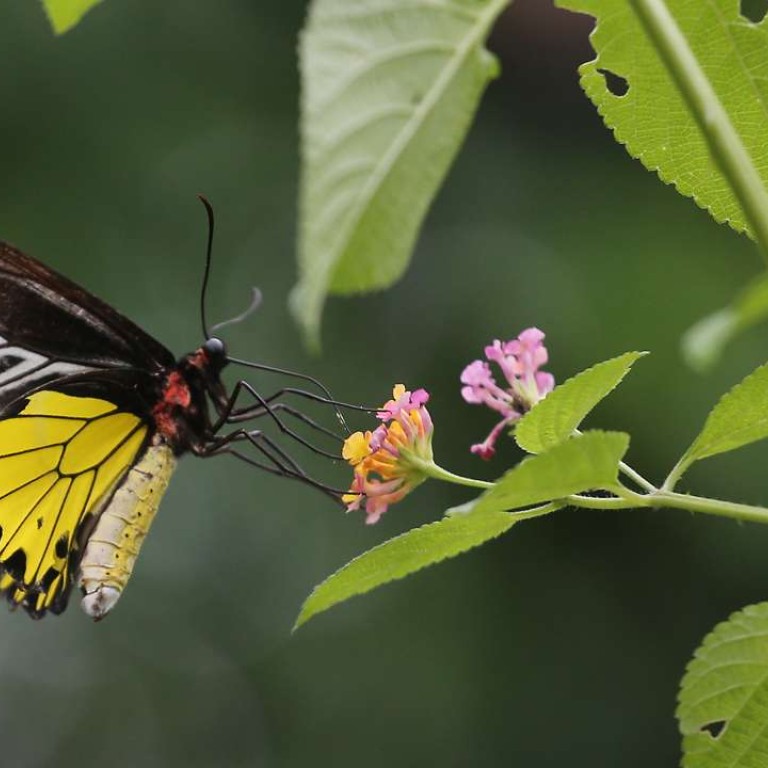 Rare butterfly sets up home in Hong Kong’s Fung Yuen reserve | South ...