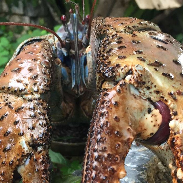 Clawed almighty: coconut crab’s pincers are outrageously powerful ...