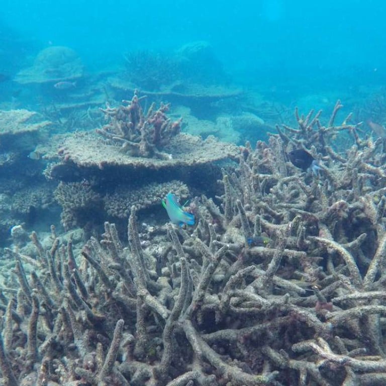 Dying Coral Reefs