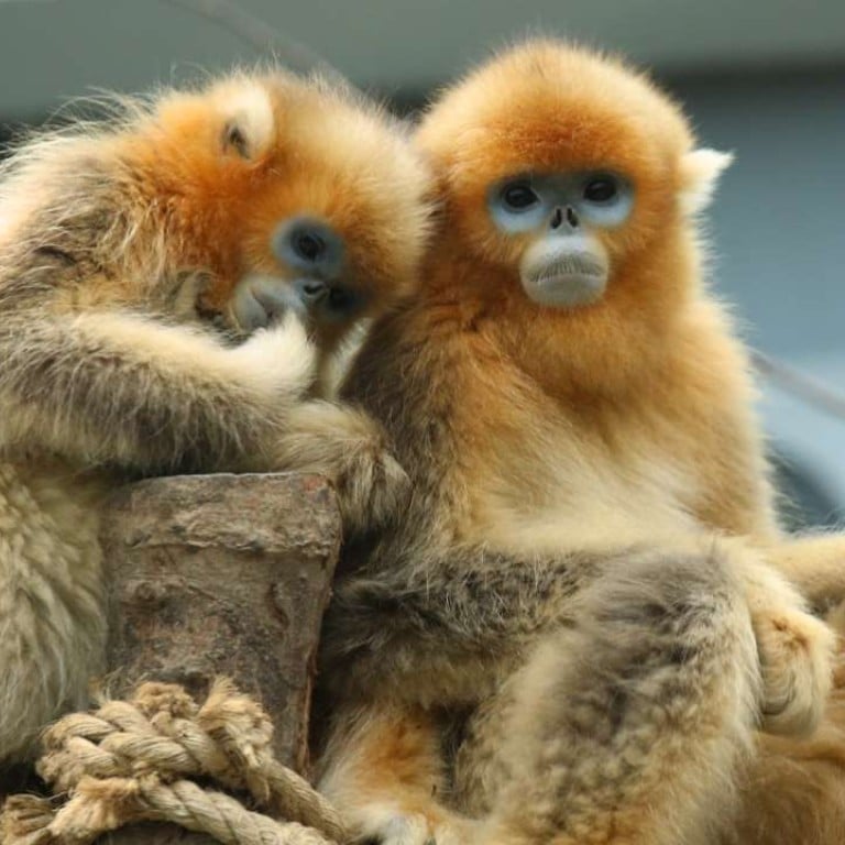 First ever birth for endangered Chinese monkey in Hong Kong | South ...