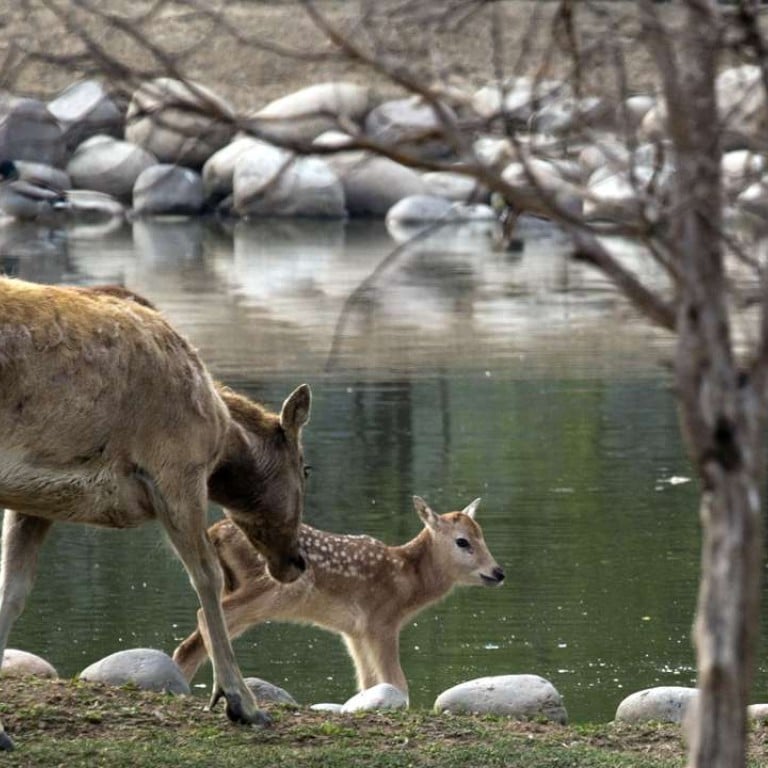 How deer of China’s emperors was brought back from the dead | South ...