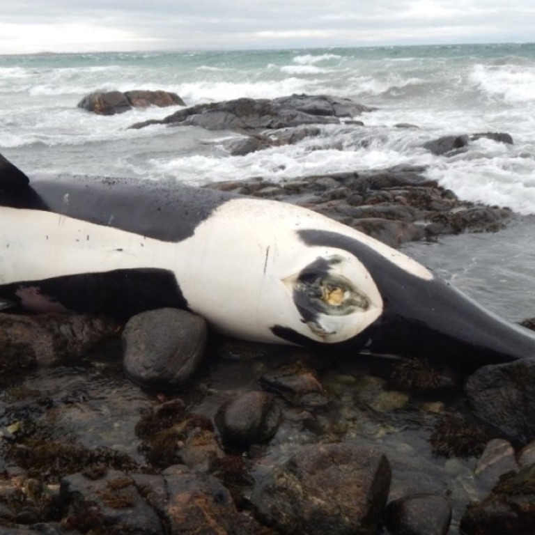 The world’s most toxic whale: Orca Lulu contaminated with extreme ...