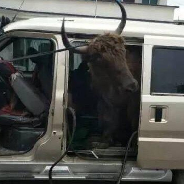 How do you fit a yak in a van? Chinese yak-nappers show the way | South ...