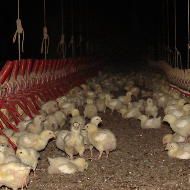 US firm rolls out gentler methods to slaughter chickens in nod to ...