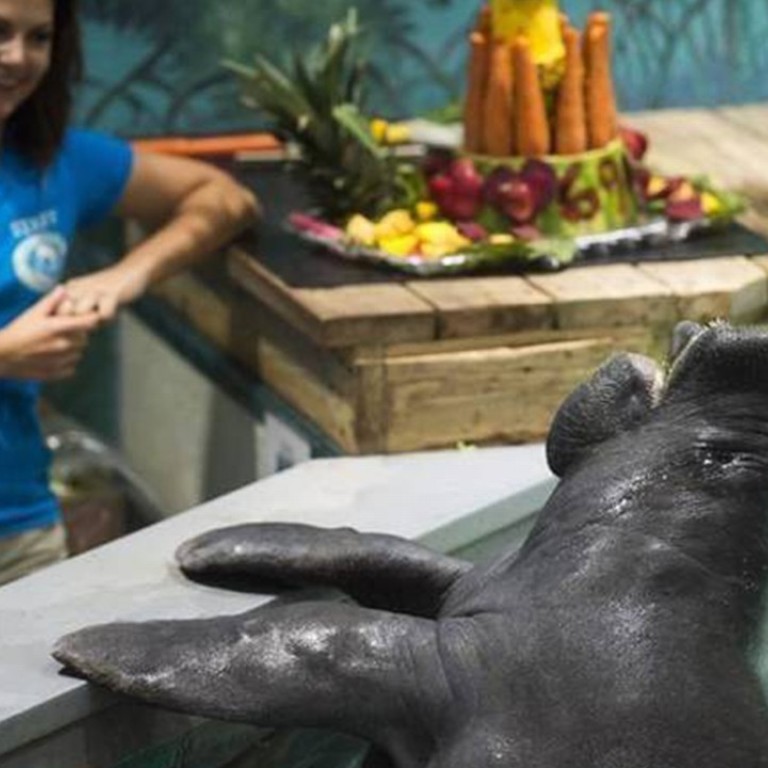 Oh, the huge manatee: Snooty, world’s oldest sea cow, dies in ...