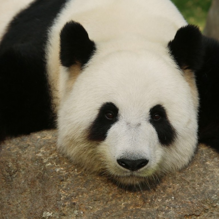 Female giant panda at Hong Kong’s Ocean Park shows signs of pregnancy ...