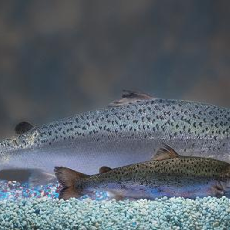 Salmon becomes world’s first genetically-modified animal to enter food ...
