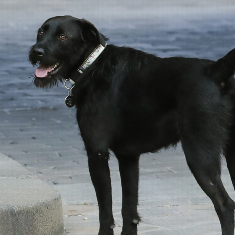 France’s ‘first dog’ Nemo interrupts Macron meeting by peeing on palace ...
