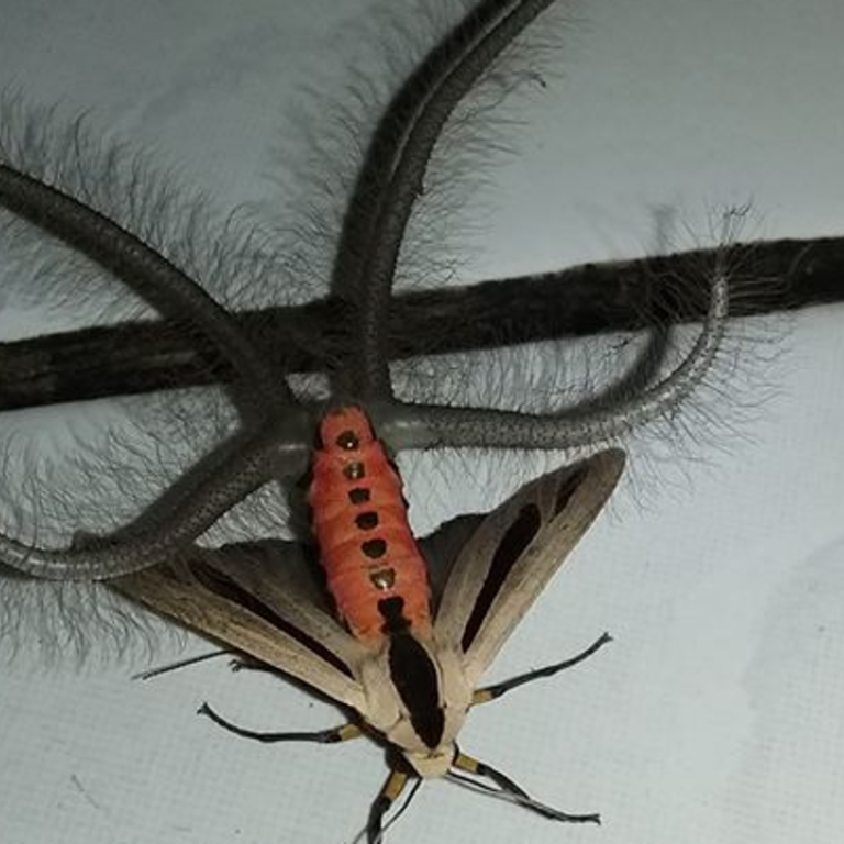 An Indonesian man found this creepy looking moth in his home – and the ...