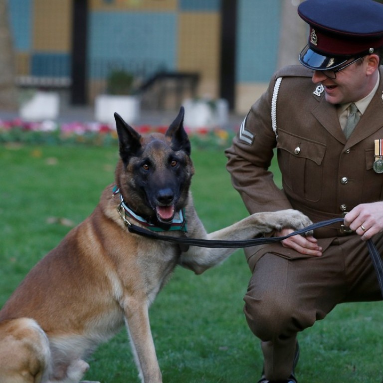 Britain military dog given medal for valour under fire in saving troops ...